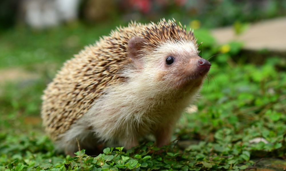 Ježko ako pomocník v záhrade - Byvaniein.sk